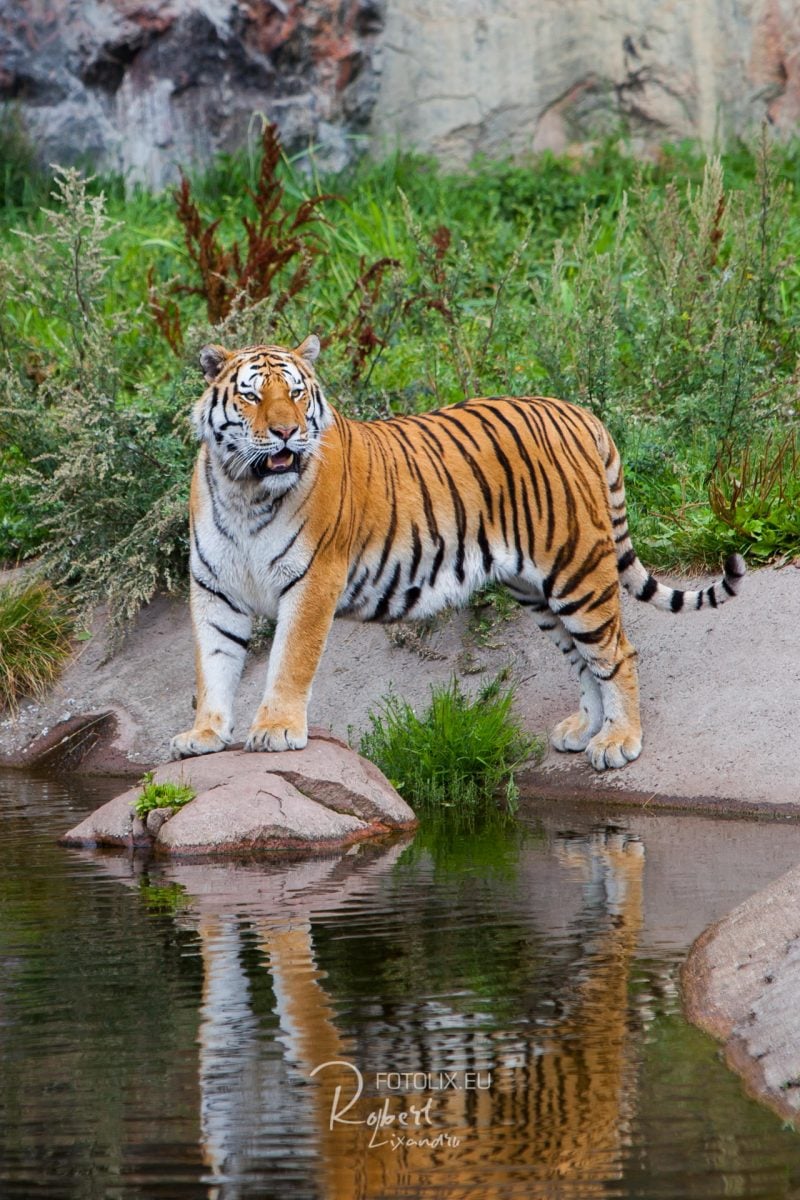 Siberian tiger at Kolmården, Sweden - FOTO robert LIXandru