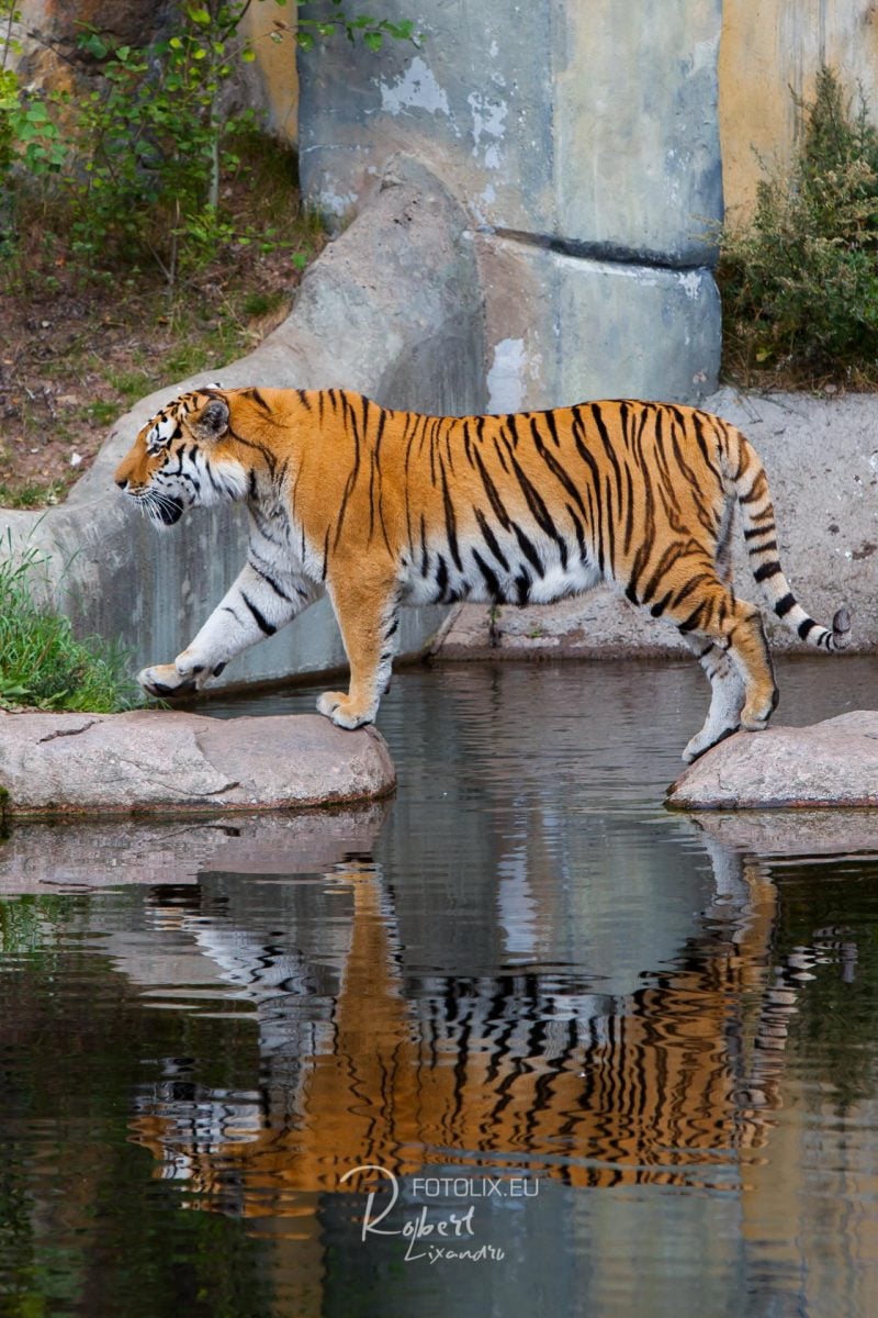 Siberian tiger at Kolmården, Sweden - FOTO robert LIXandru