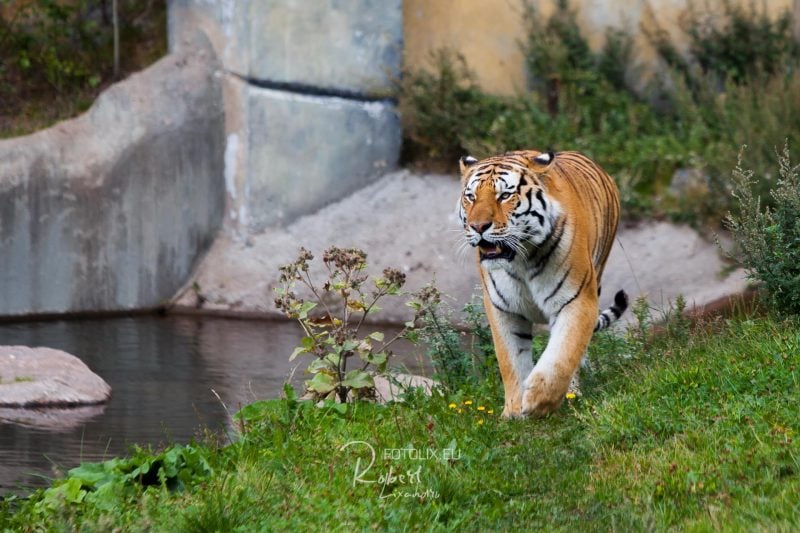 Siberian tiger at Kolmården, Sweden - FOTO robert LIXandru