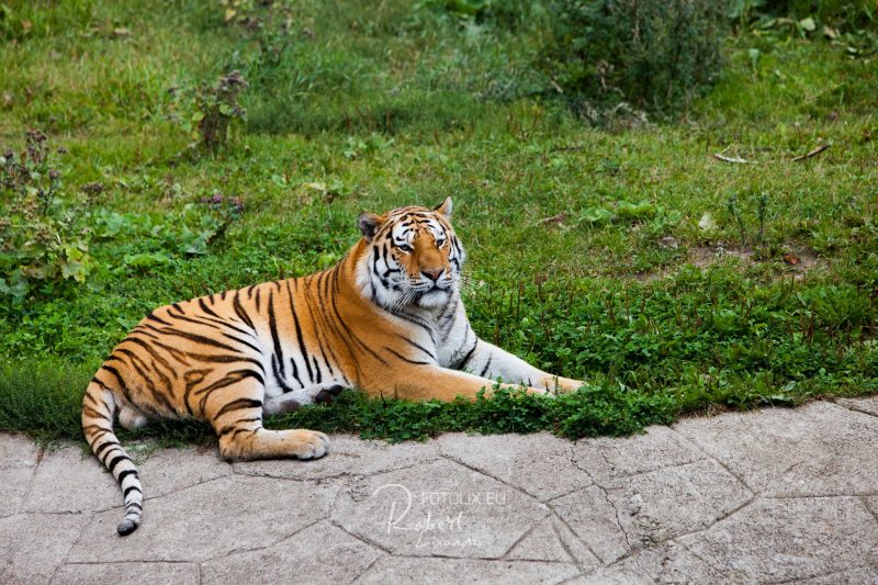 Siberian tiger at Kolmården, Sweden - FOTO robert LIXandru